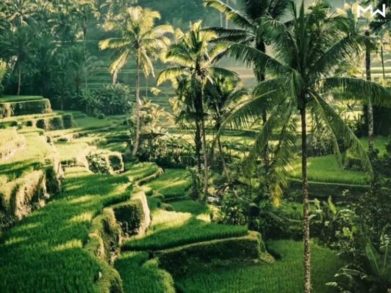 Bali Tour Package - Monks on Wheels